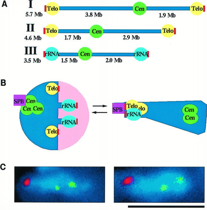 Meiotic nuclear reorganization: switching the position of centromeres ...