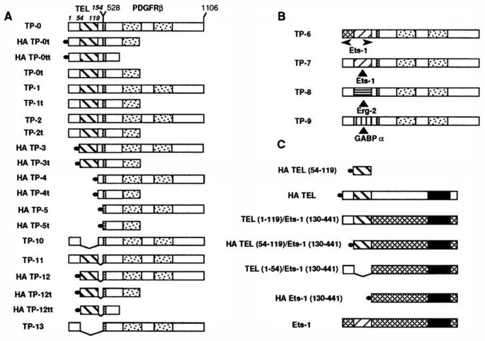 A domain of TEL conserved in a subset of ETS proteins defines a ...