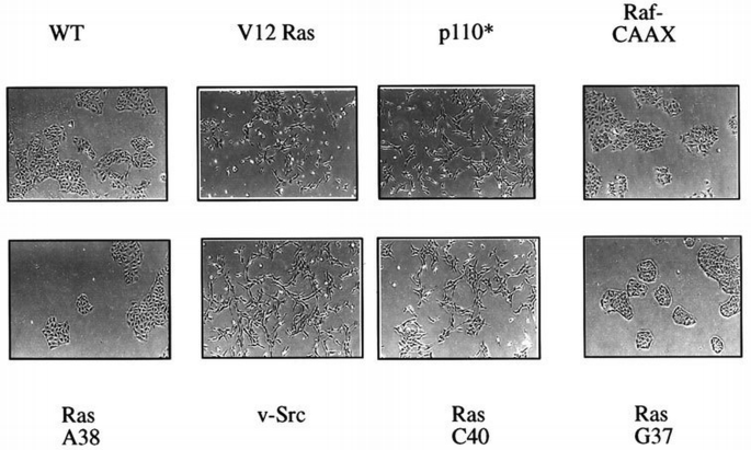 Matrix adhesion and Ras transformation both activate a phosphoinositide ...