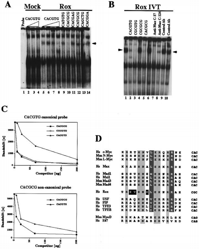 Rox, a novel bHLHZip protein expressed in quiescent cells that ...