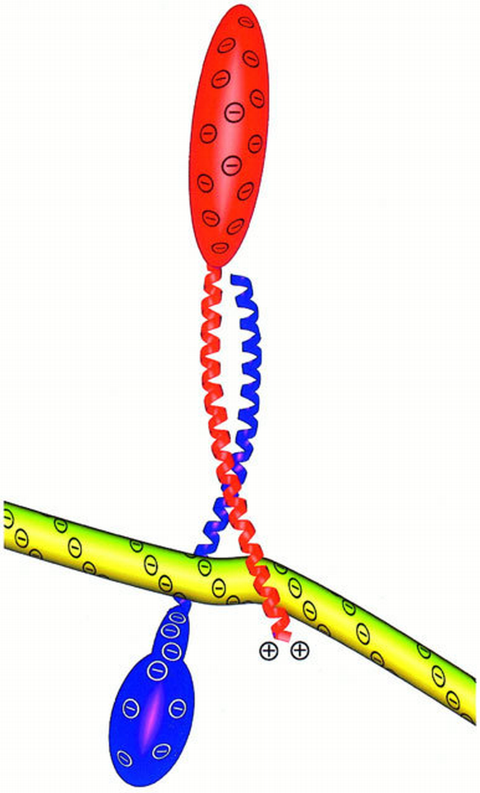 The transcription activation domains of Fos and Jun induce DNA bending ...