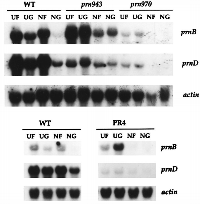 The integration of nitrogen and carbon catabolite repression in ...