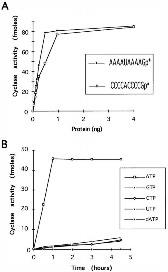 The human RNA 3′‐terminal phosphate cyclase is a member of a new family ...