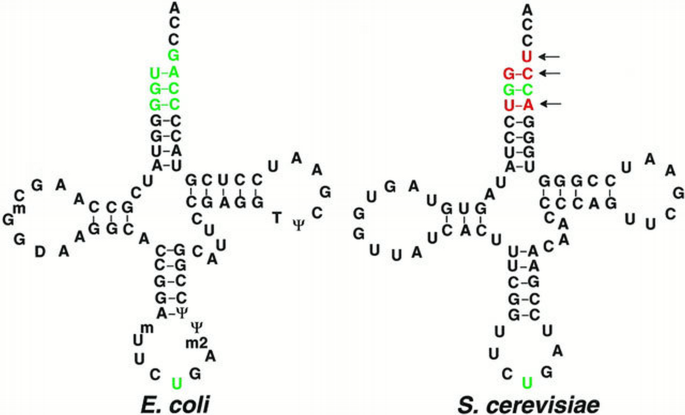 Rescuing an essential enzyme–RNA complex with a non‐essential appended ...