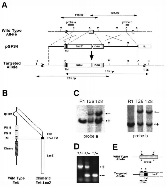 Aberrant axonal projections in mice lacking EphA8 (Eek) tyrosine ...