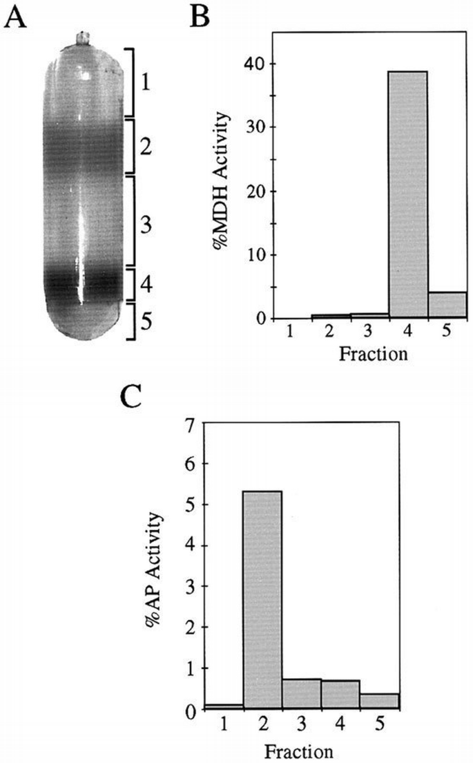Targeting and translocation of proteins into the hydrogenosome of the ...