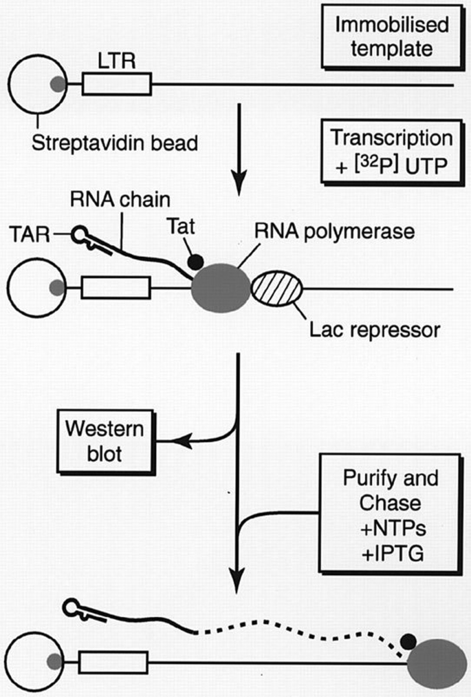 Transfer of Tat and release of TAR RNA during the activation of the ...