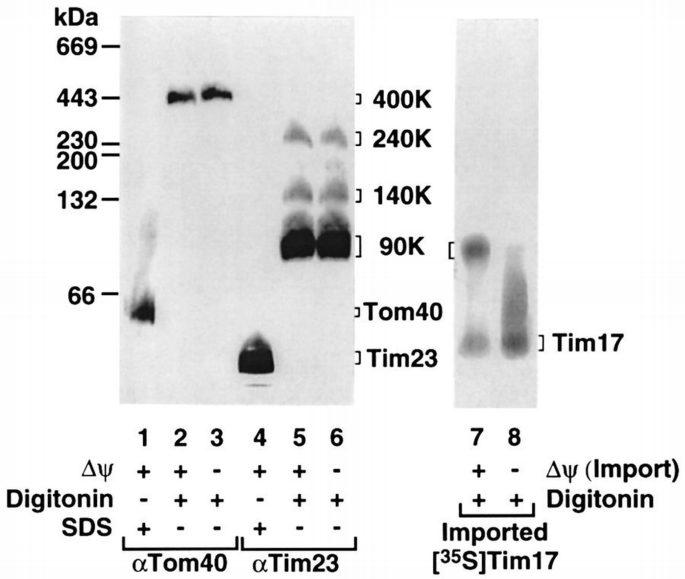 The Tim core complex defines the number of mitochondrial translocation ...