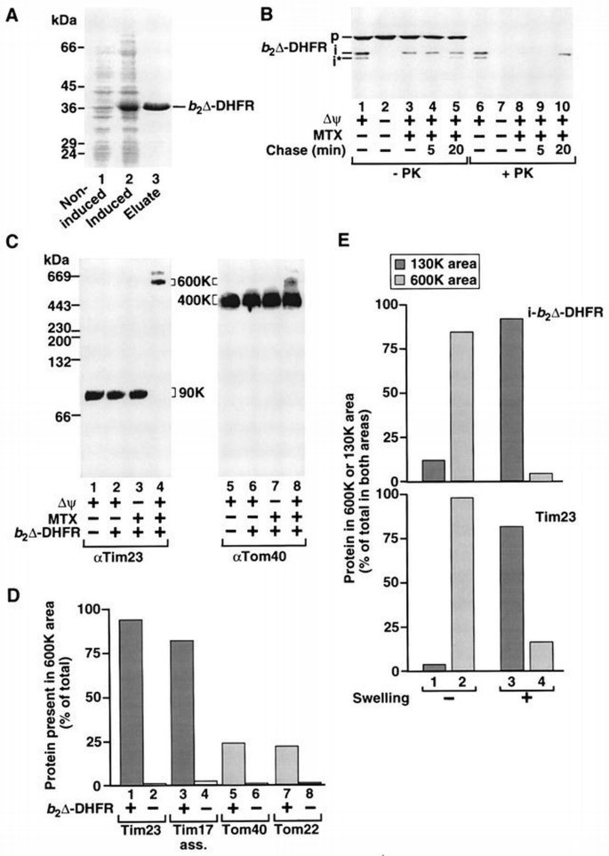 The Tim core complex defines the number of mitochondrial translocation ...