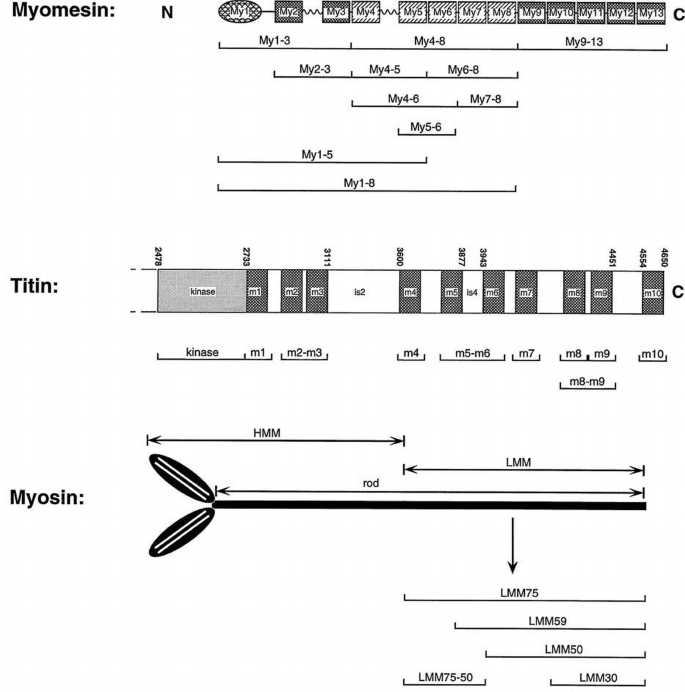 Molecular structure of the sarcomeric M band: mapping of titin and ...