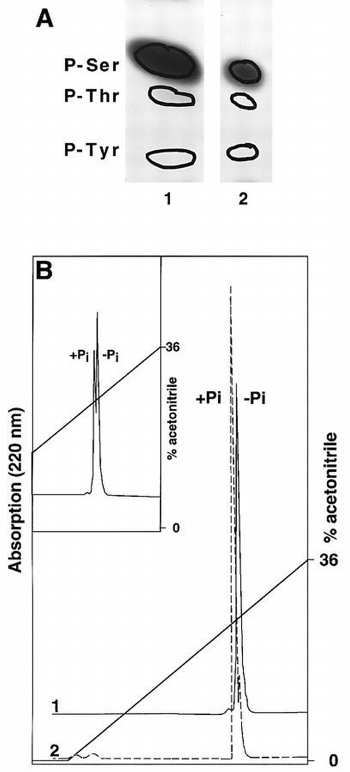 Molecular structure of the sarcomeric M band: mapping of titin and ...