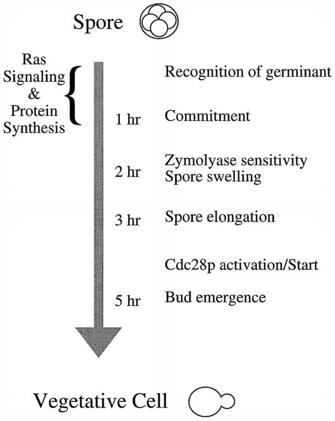Yeast spore germination: a requirement for Ras protein activity during ...