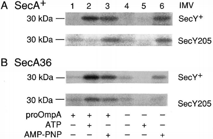 SecY and SecA interact to allow SecA insertion and protein ...