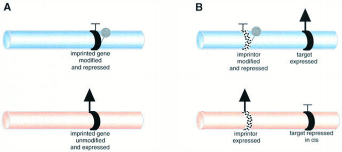 Competition—a common motif for the imprinting mechanism? | The EMBO ...