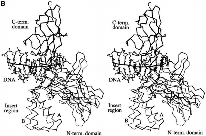 Structure of the human NF‐κB p52 homodimer‐DNA complex at 2.1 Å ...