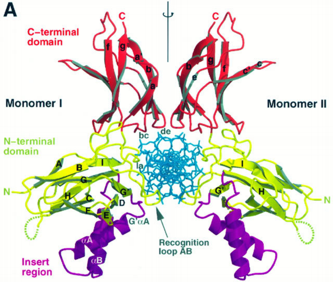 Structure of the human NF‐κB p52 homodimer‐DNA complex at 2.1 Å ...