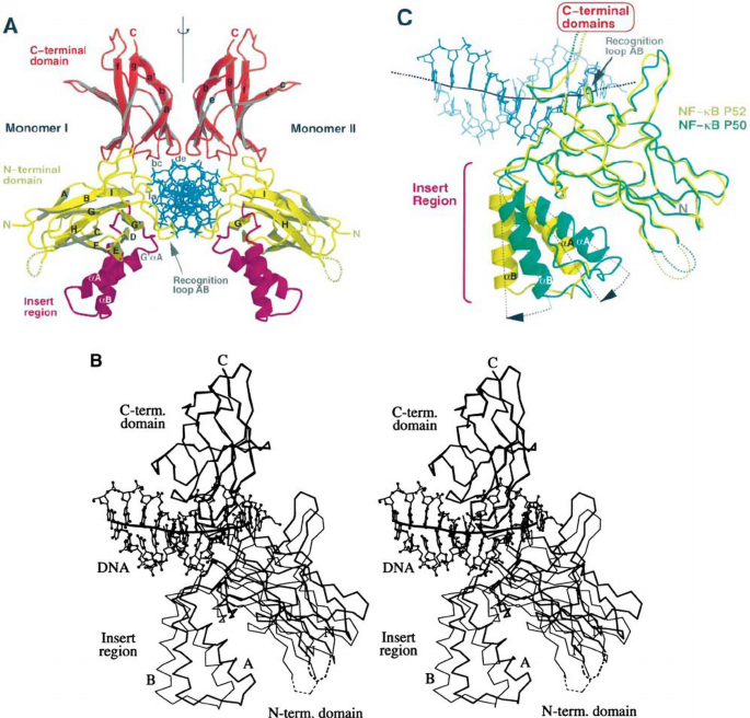 Structure of the human NF‐κB p52 homodimer‐DNA complex at 2.1 Å ...