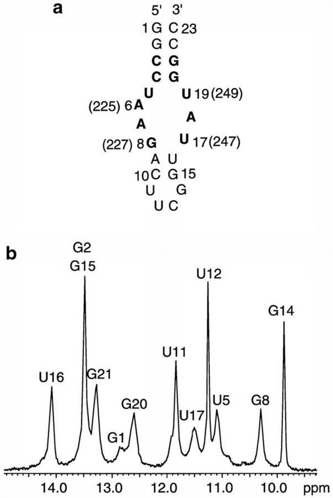 Solution structure of a GAAA tetraloop receptor RNA | The EMBO Journal ...