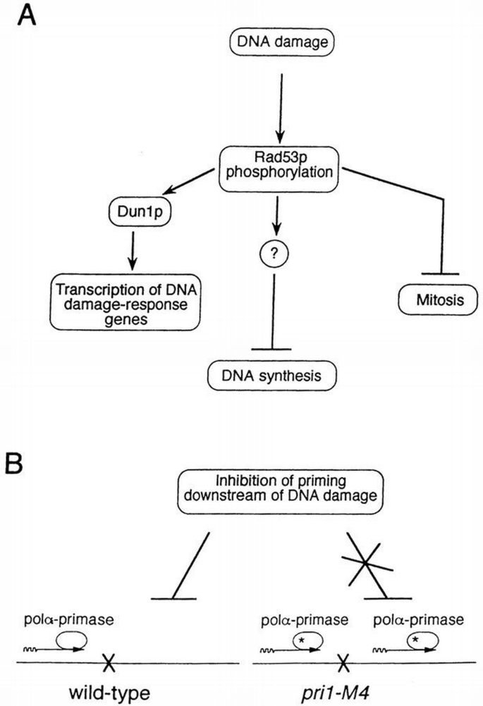 A role for DNA primase in coupling DNA replication to DNA damage ...