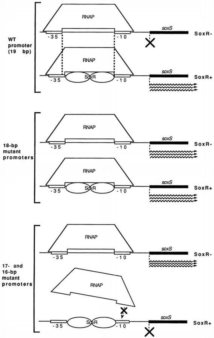 Spacing of promoter elements regulates the basal expression of the soxS ...