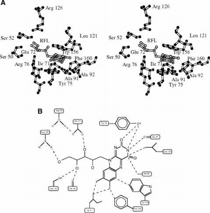 Crystal structure of chicken riboflavin‐binding protein | The EMBO Journal