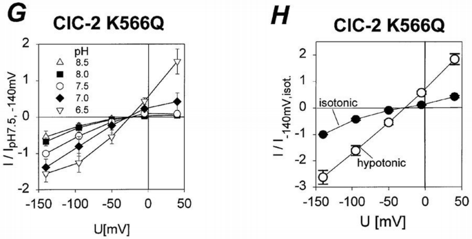 Molecular dissection of gating in the ClC‐2 chloride channel | The EMBO ...