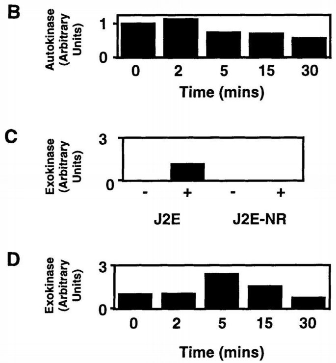 Lyn tyrosine kinase is essential for erythropoietin‐induced ...