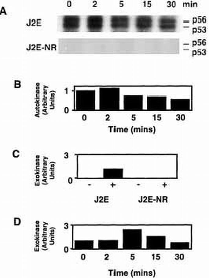 Lyn tyrosine kinase is essential for erythropoietin‐induced ...