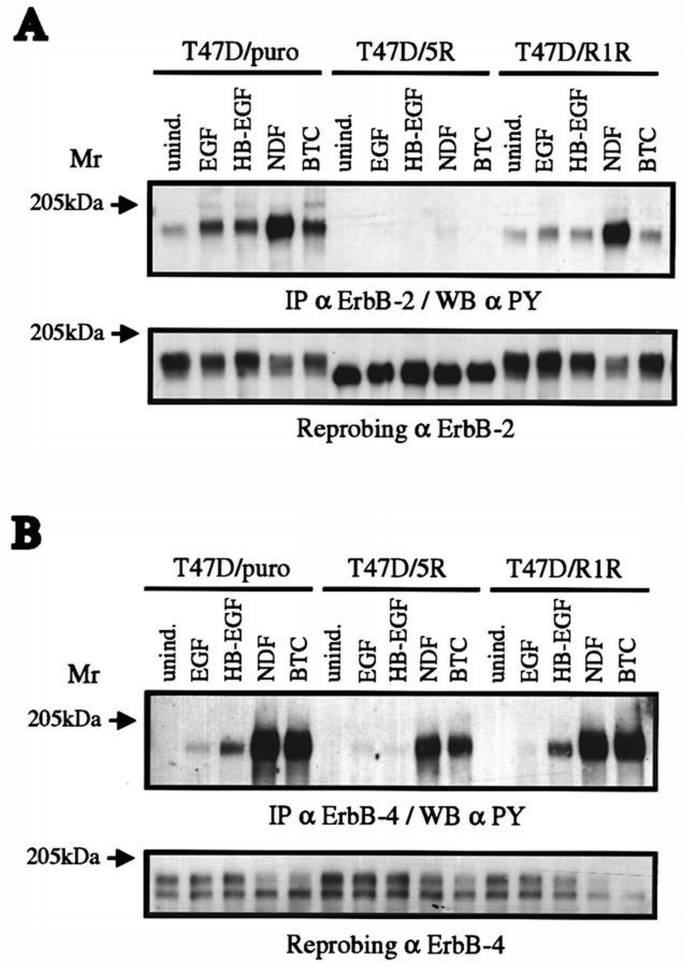 ErbB‐2, the preferred heterodimerization partner of all ErbB receptors ...