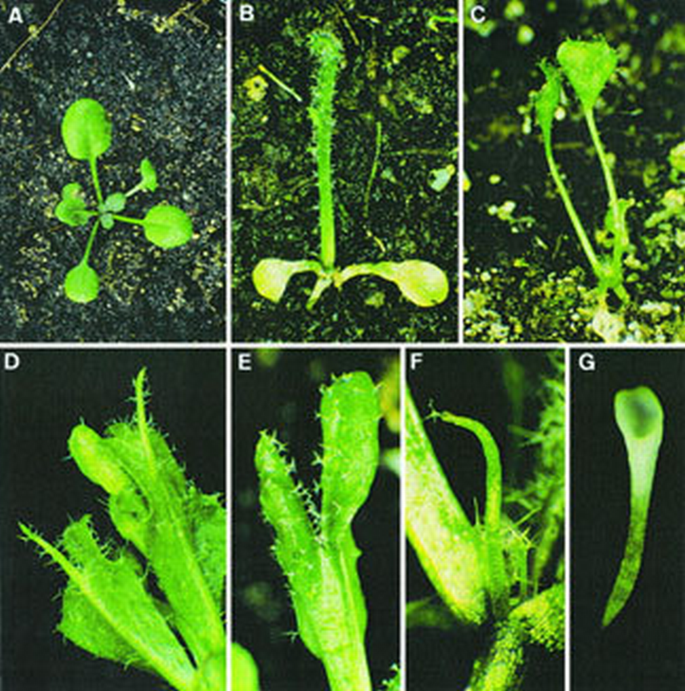 AGO1 defines a novel locus of Arabidopsis controlling leaf development ...