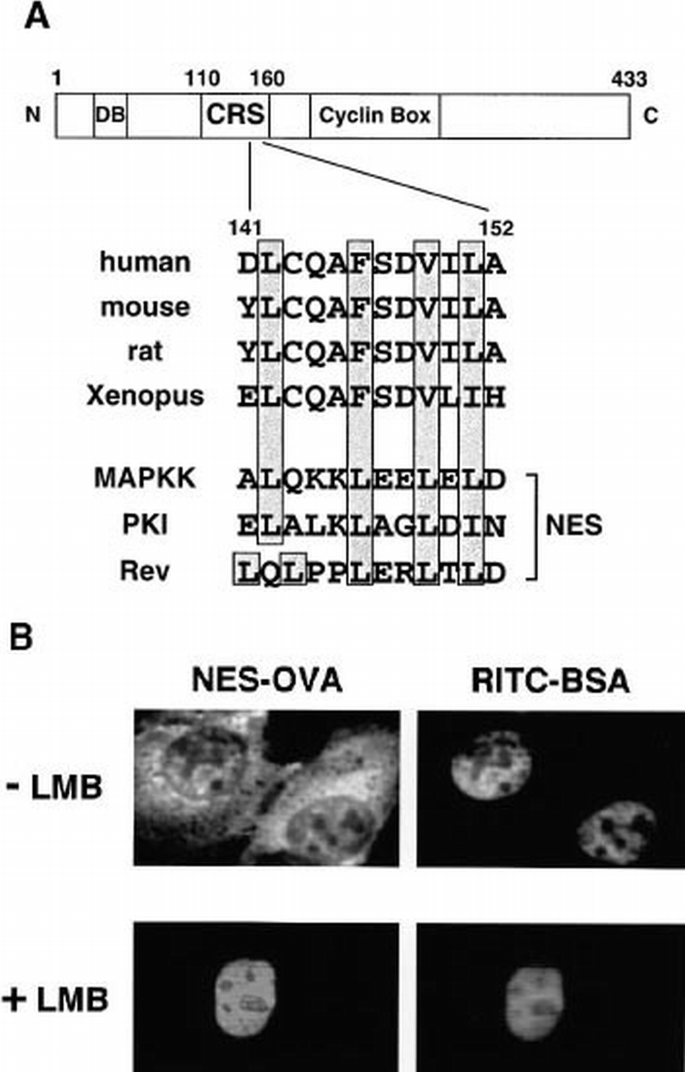 Nuclear export of cyclin B1 and its possible role in the DNA damage ...