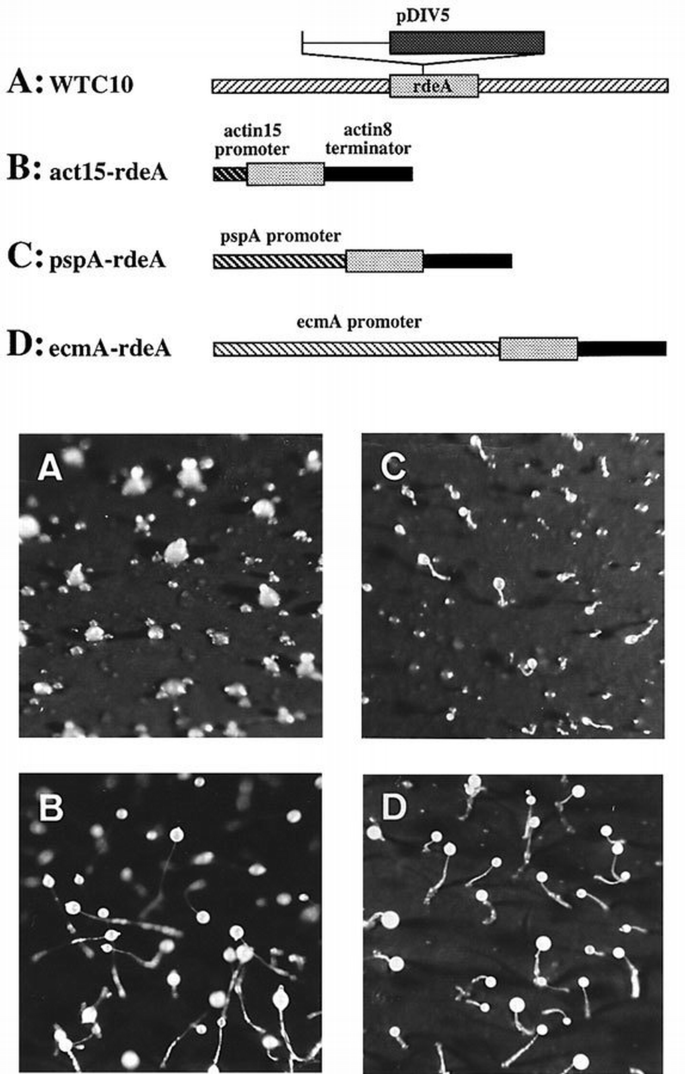 Evidence that the RdeA protein is a component of a multistep ...