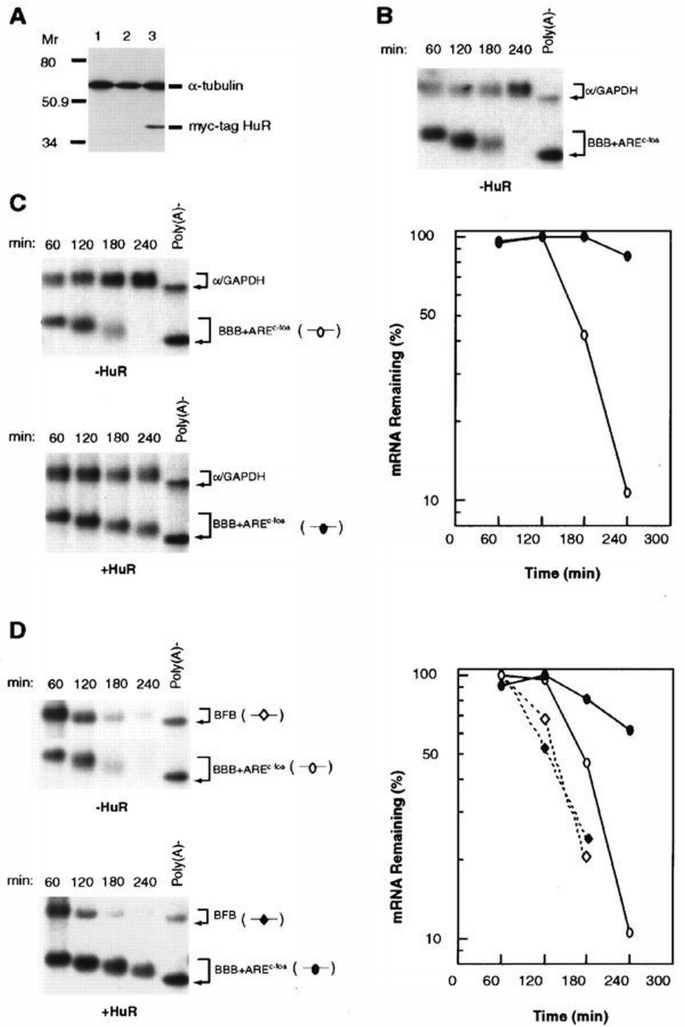 RNA stabilization by the AU‐rich element binding protein, HuR, an ELAV ...