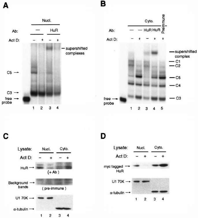 RNA stabilization by the AU‐rich element binding protein, HuR, an ELAV ...