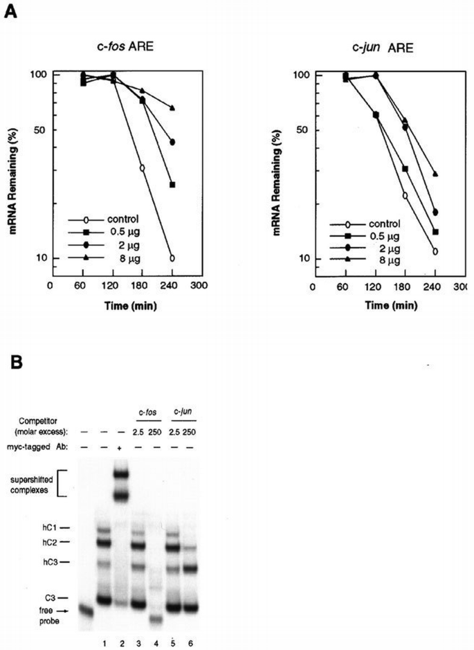 RNA stabilization by the AU‐rich element binding protein, HuR, an ELAV ...