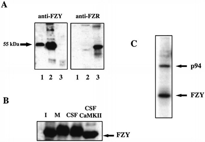 Fizzy is required for activation of the APC/cyclosome in Xenopus egg ...