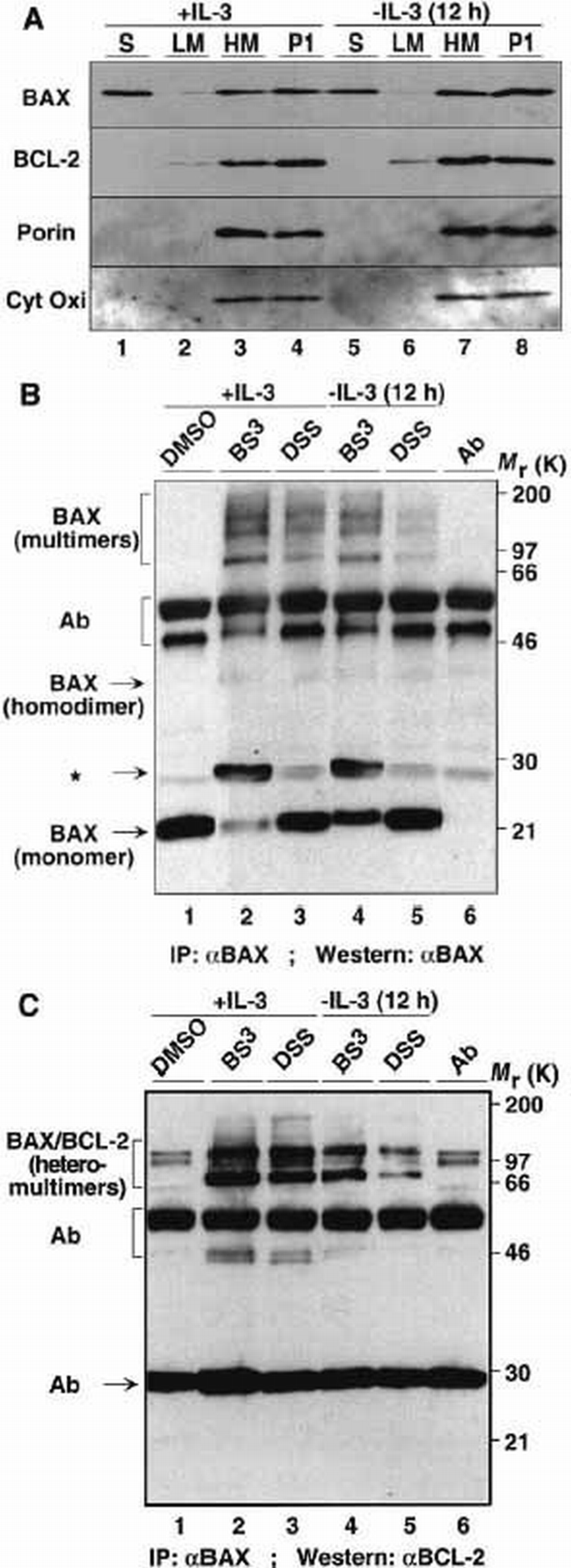 Enforced dimerization of BAX results in its translocation ...