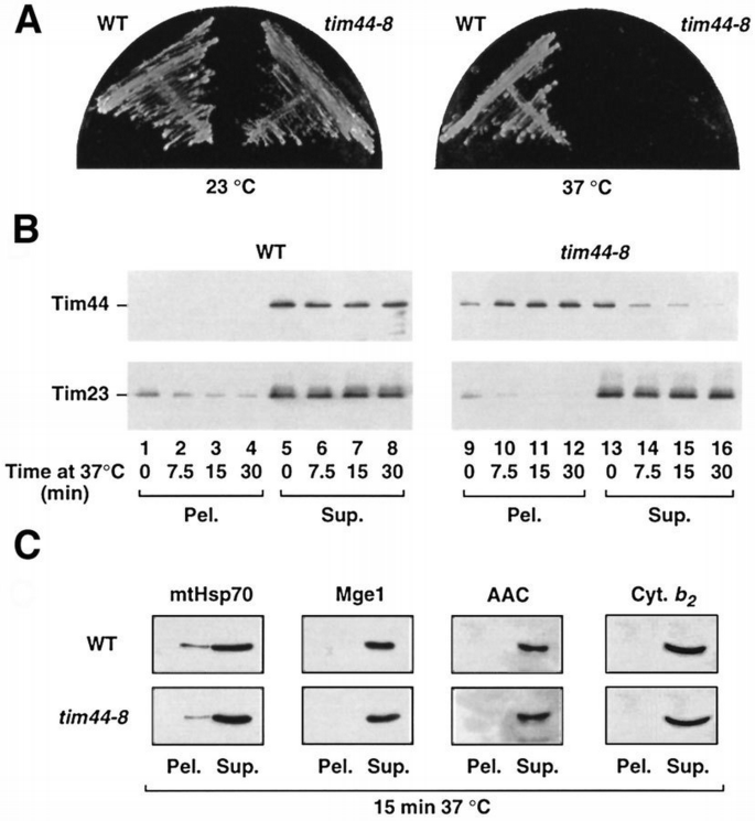 Separation of structural and dynamic functions of the mitochondrial ...