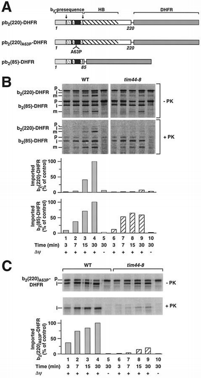 Separation of structural and dynamic functions of the mitochondrial ...