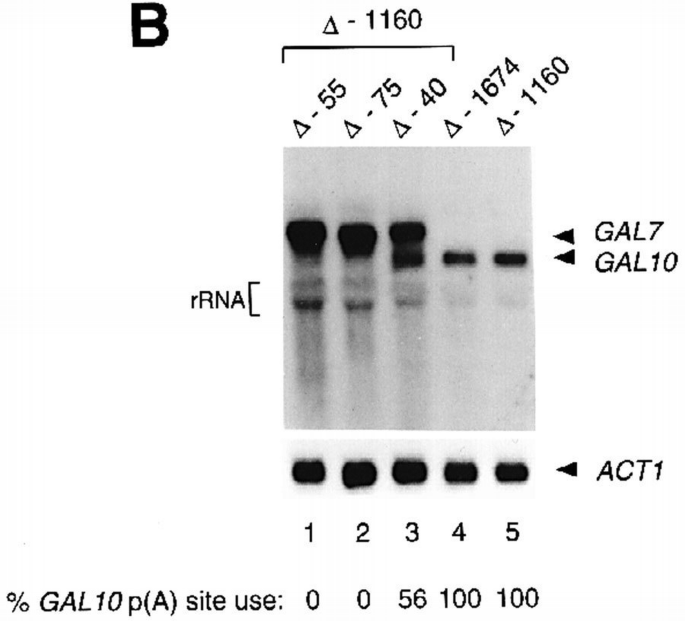 Poly(A) signals control both transcriptional termination and initiation ...