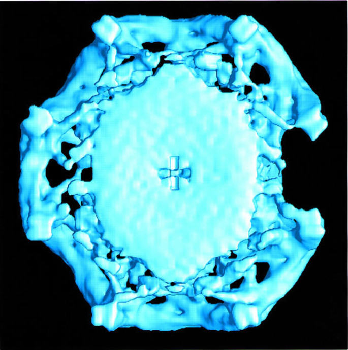 Clathrin coats at 21 Å resolution: a cellular assembly designed to ...