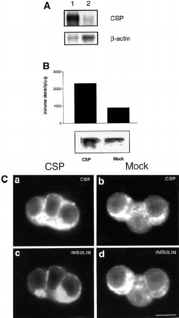 Cysteine string protein (CSP) is an insulin secretory granule ...