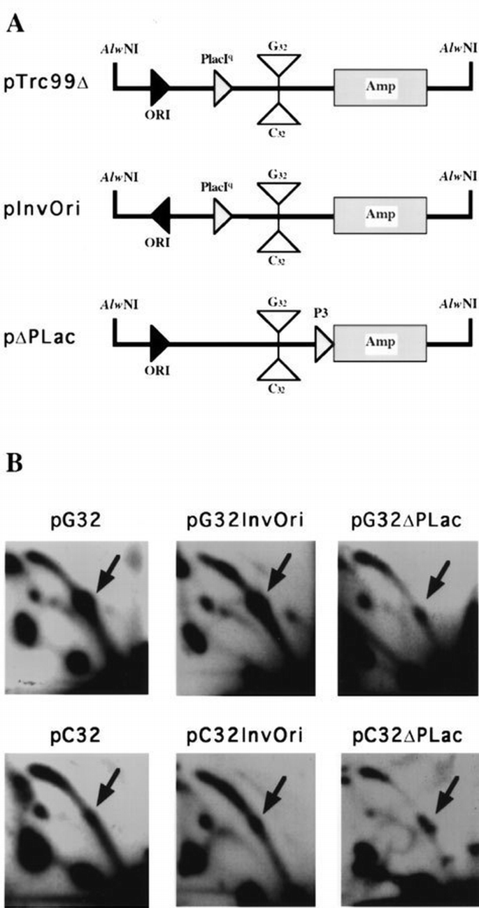 Transcription through a simple DNA repeat blocks replication elongation ...