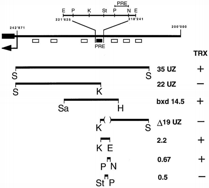 Binding of Trithorax and Polycomb proteins to the bithorax complex ...