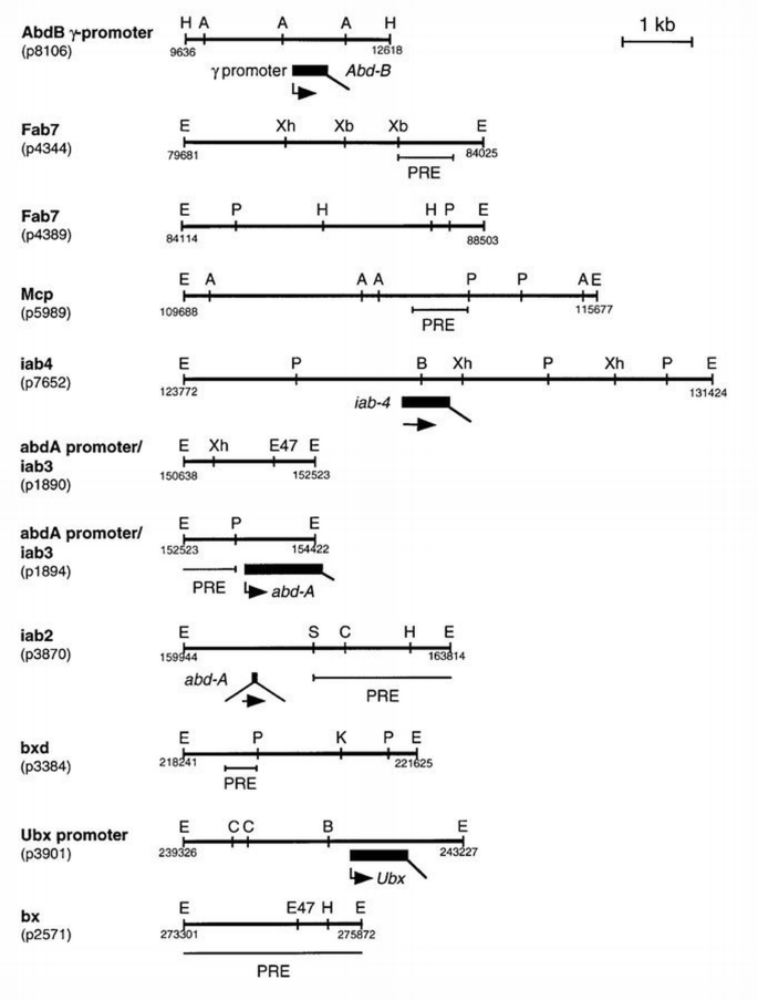Binding of Trithorax and Polycomb proteins to the bithorax complex ...