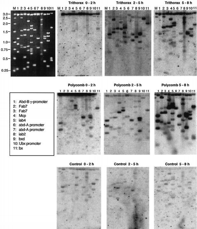 Binding of Trithorax and Polycomb proteins to the bithorax complex ...