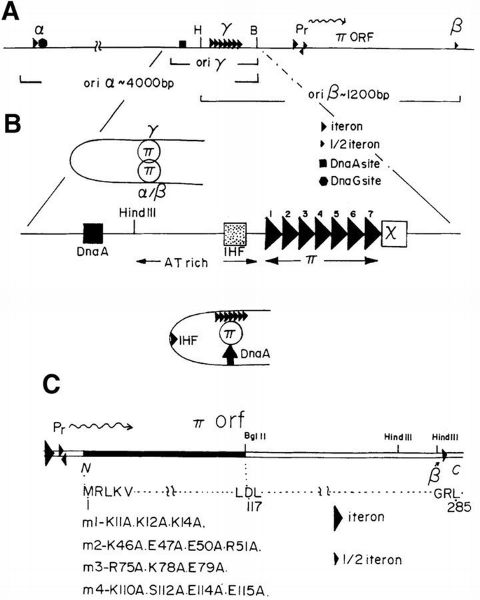 Mechanistic studies of initiator–initiator interaction and replication ...
