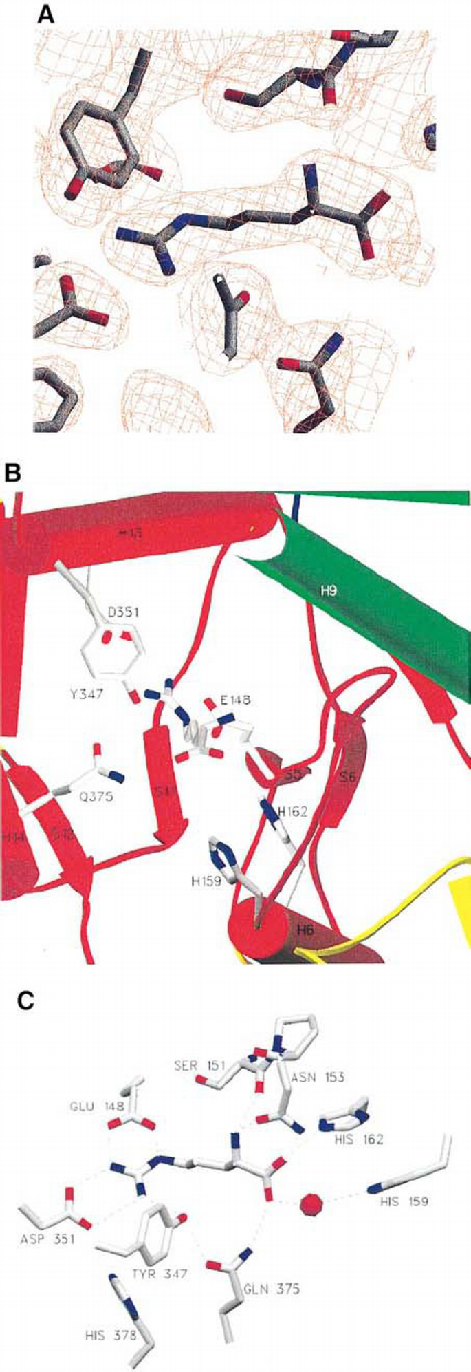 L‐Arginine recognition by yeast arginyl‐tRNA synthetase | The EMBO ...