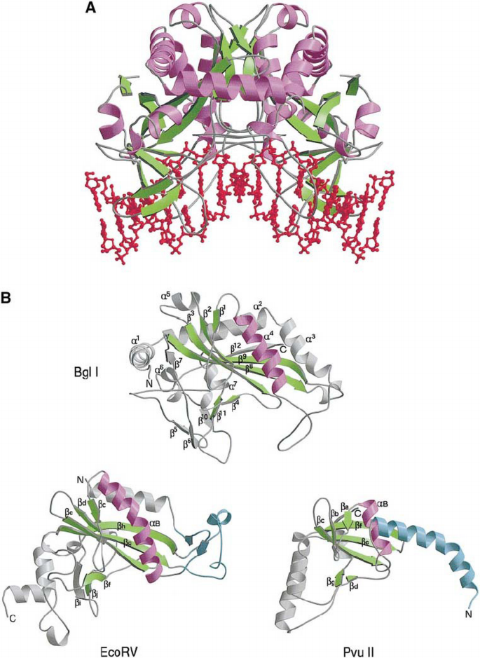 Crystal structure of restriction endonuclease BglI bound to its ...