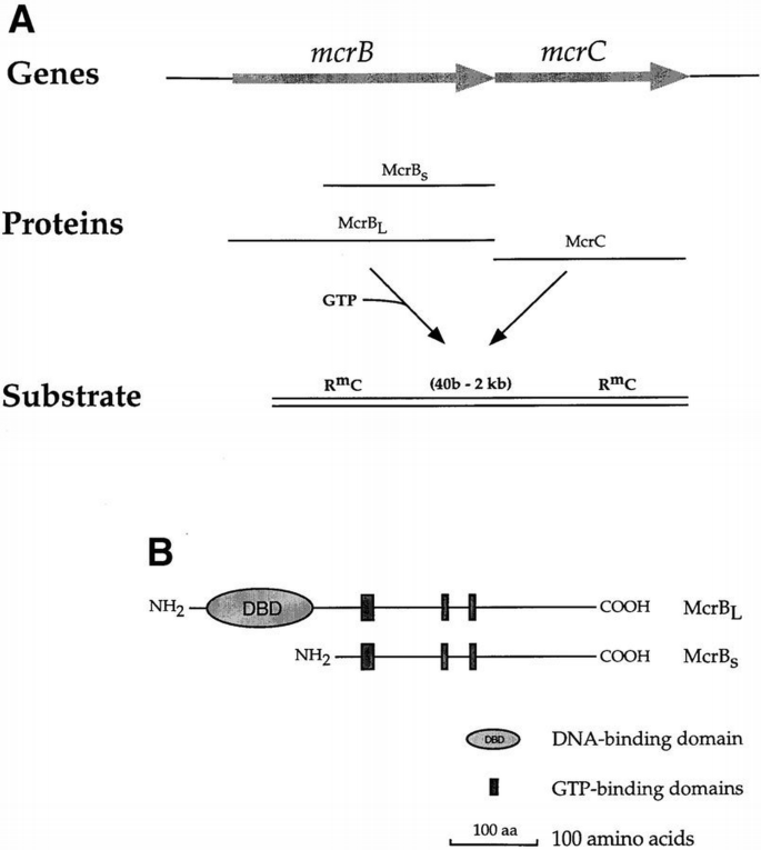 McrBs, a modulator peptide for McrBC activity | The EMBO Journal